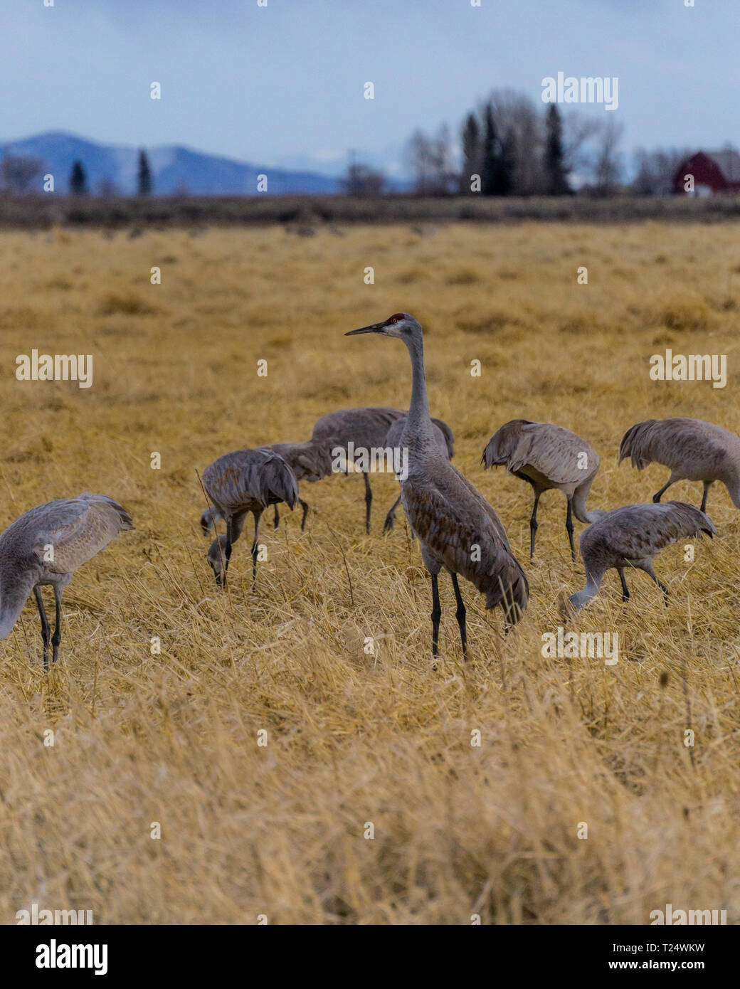 Sandhill Cranes migrating through Colorado's San Luis Valley. Taken at ...