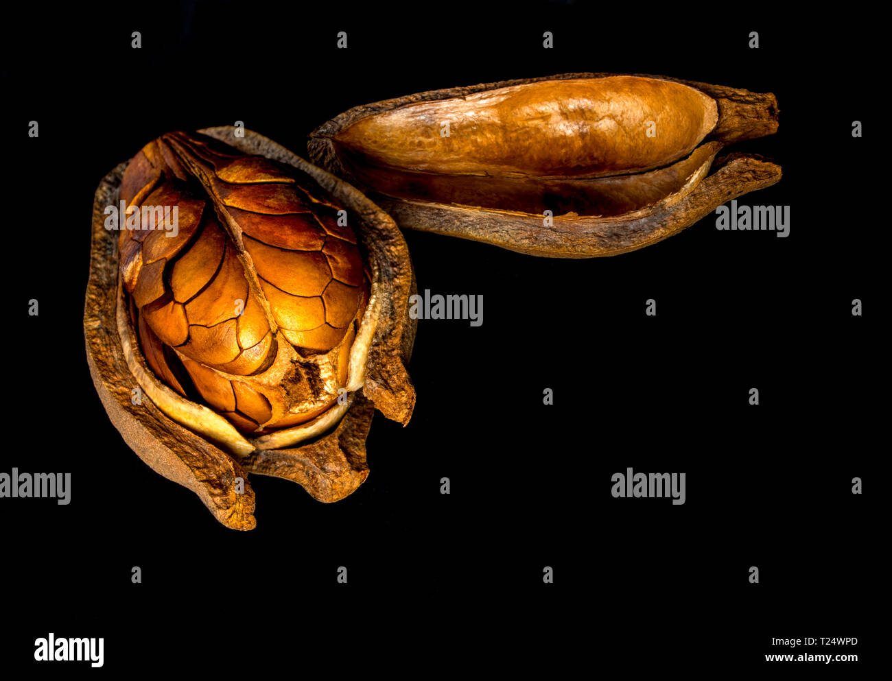 Pods and seeds of Honduras Mahogany on black background Stock Photo - Alamy