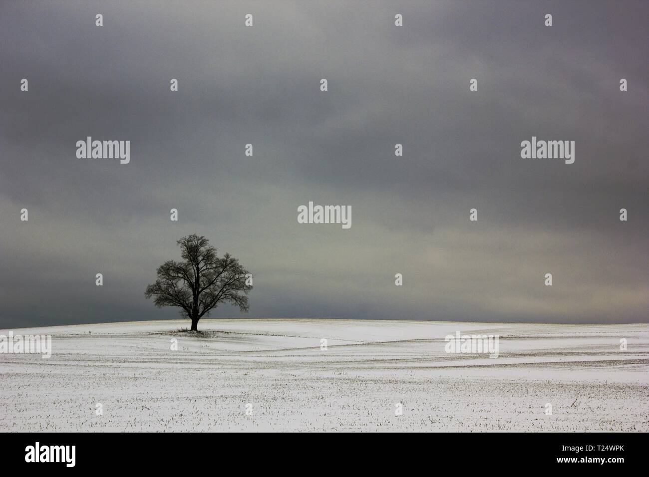 Lonely tree in field Stock Photo - Alamy