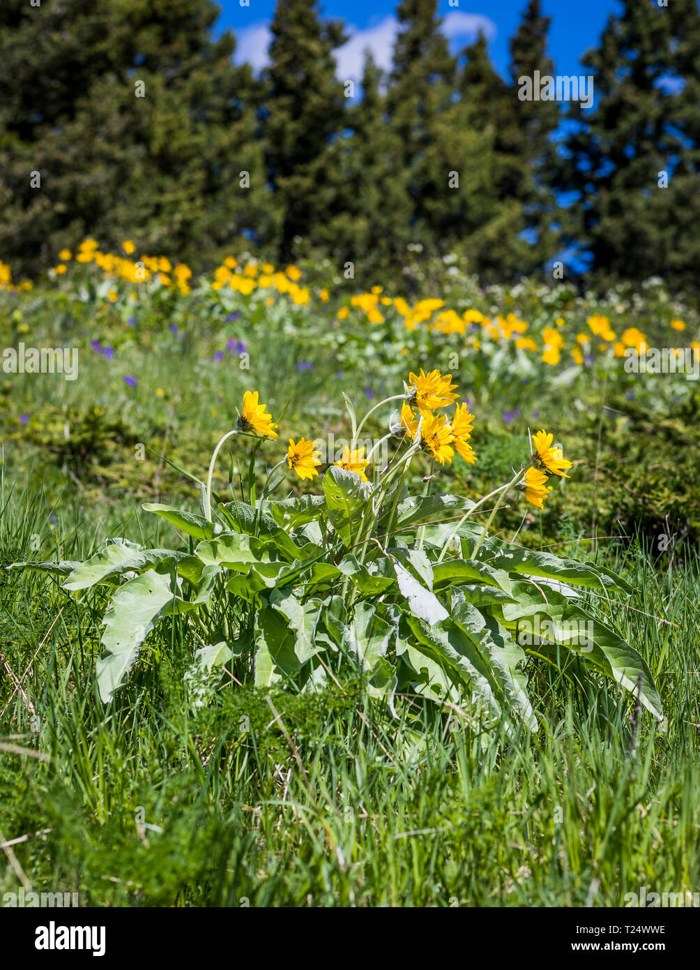 Balsam root wildflower hi-res stock photography and images - Alamy