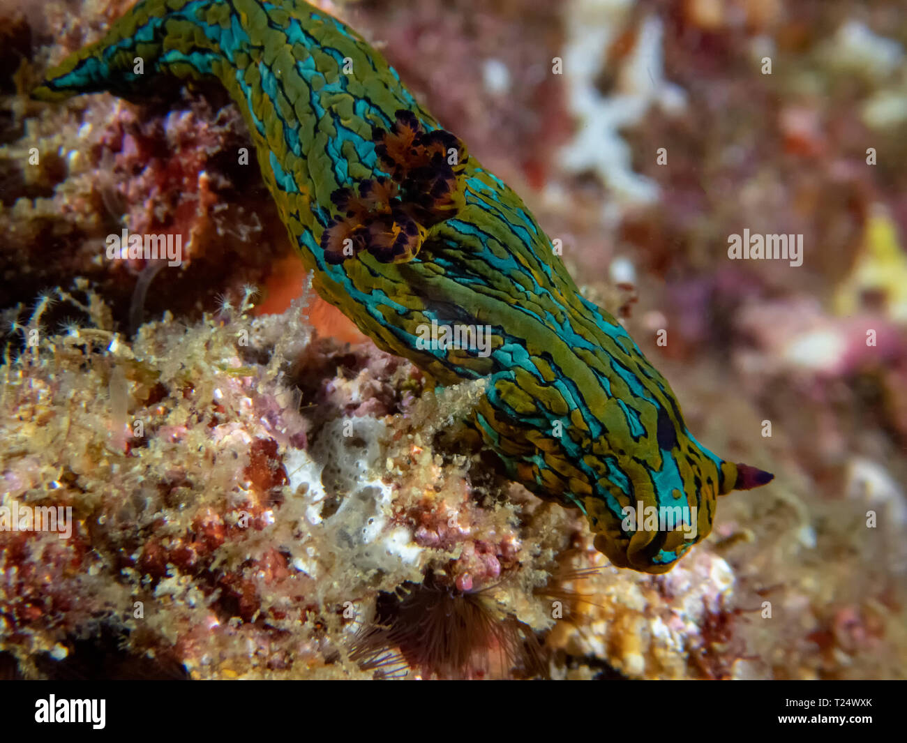 Blue Striped Sea Slug (Tambja eliora Stock Photo - Alamy