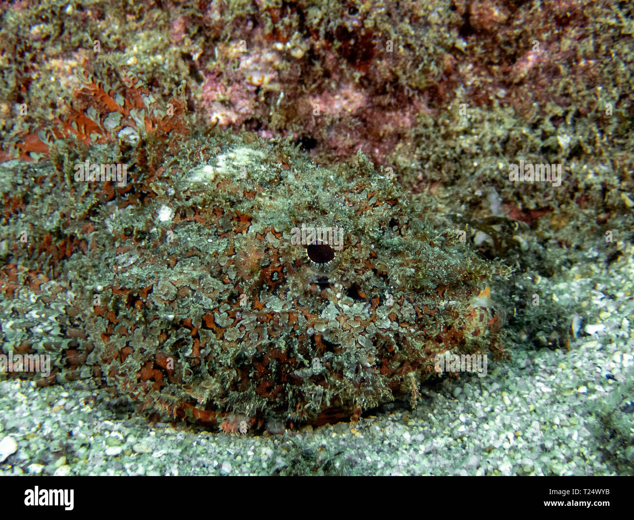 California Scorpionfish (Scorpaena guttata Stock Photo - Alamy