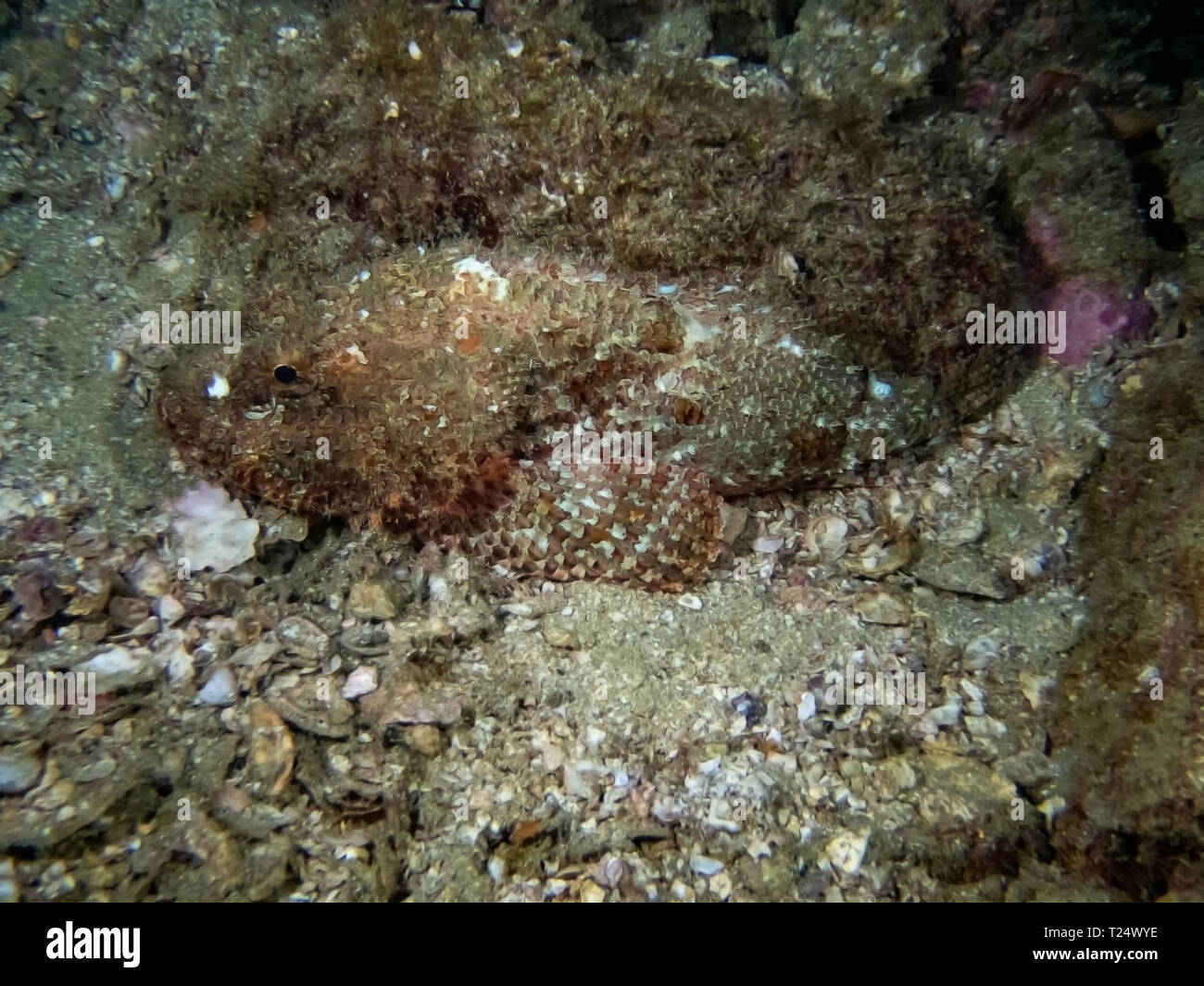 California Scorpionfish (Scorpaena guttata Stock Photo - Alamy