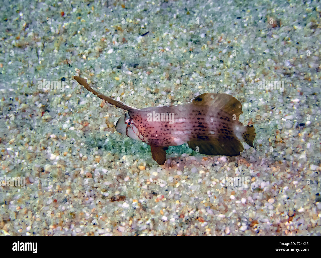 A juvenile Peacock Razorfish (Iniistius pavo Stock Photo - Alamy