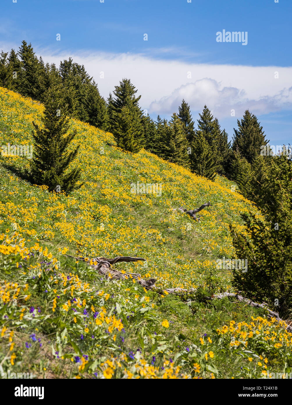 Balsam root blooms hi-res stock photography and images - Alamy