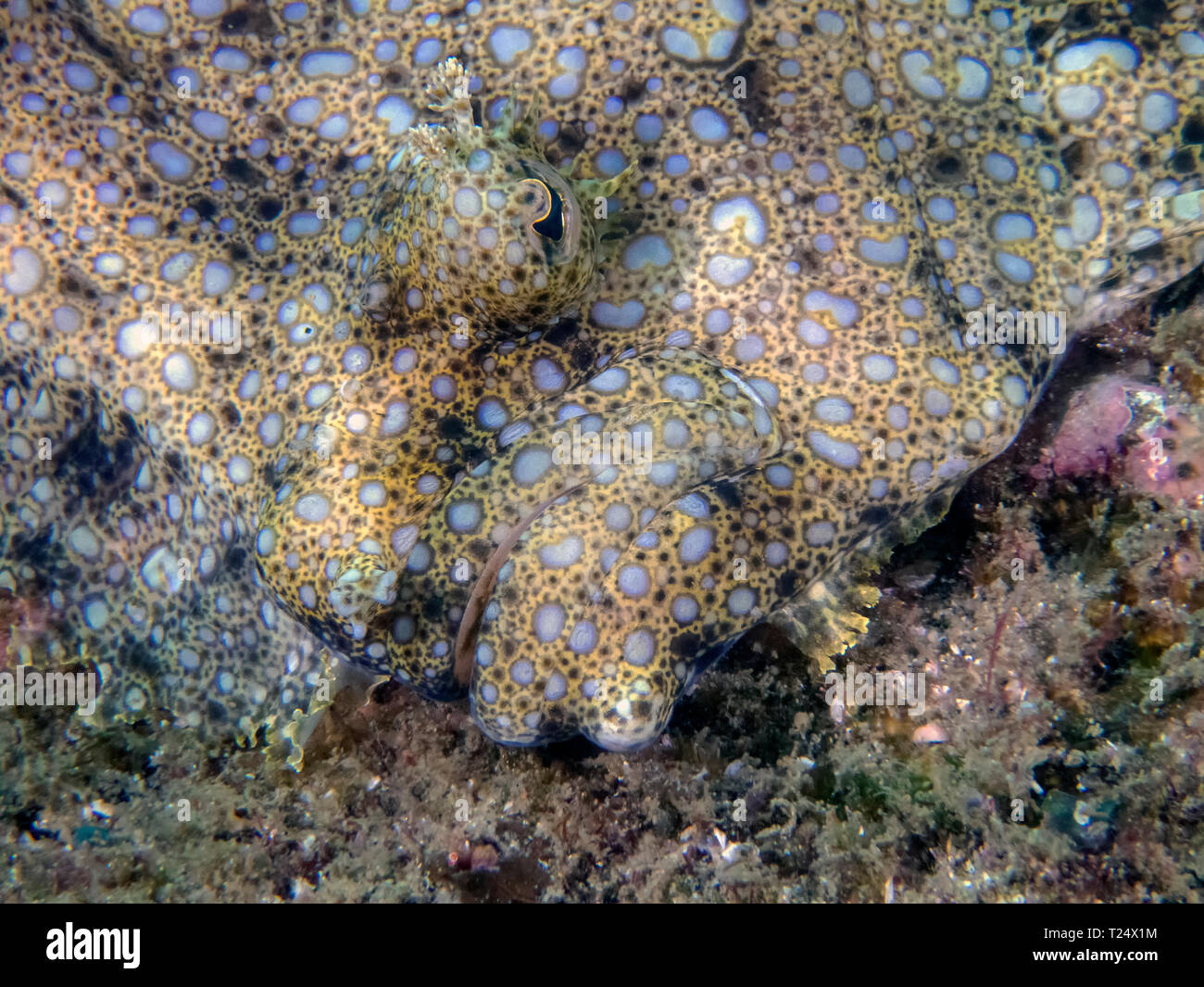 Peacock Flounder (Bothus mancus Stock Photo - Alamy