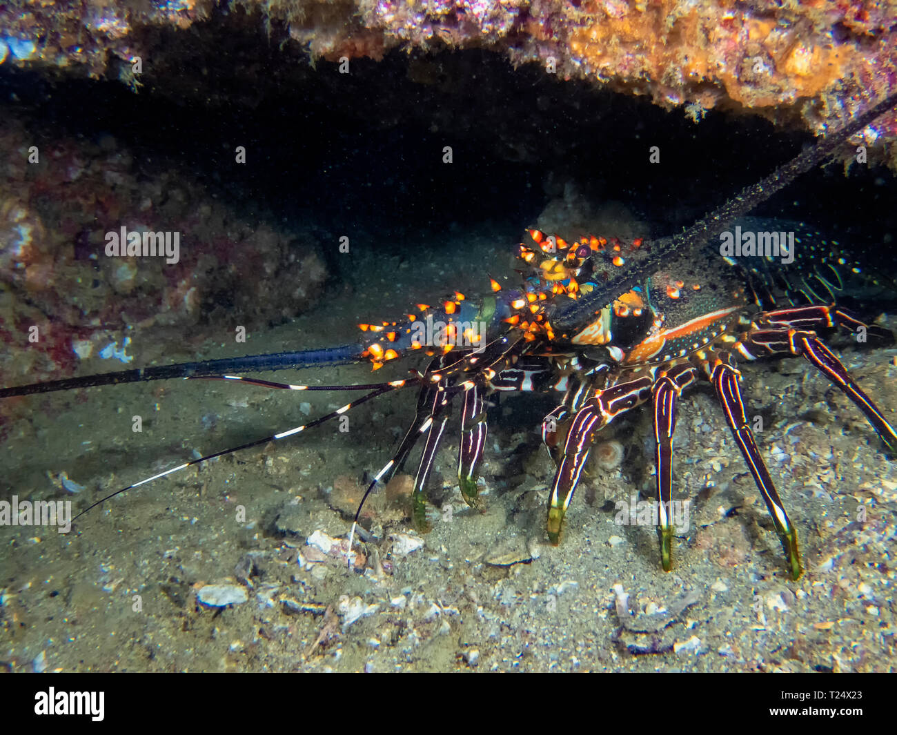 Blue Spiny Lobster (Panulirus inflatus Stock Photo - Alamy