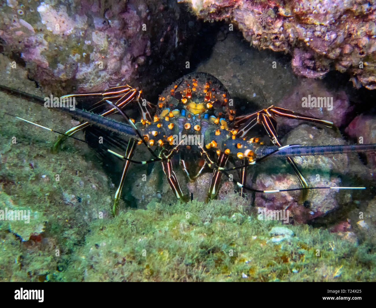 Blue Spiny Lobster (Panulirus inflatus Stock Photo - Alamy