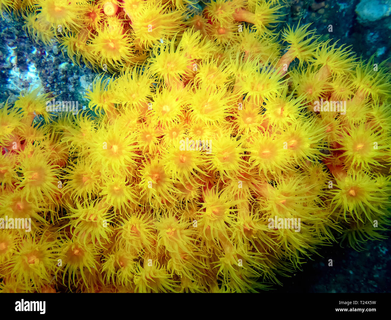 Orange Cup Coral (Tubastraea coccinea Stock Photo - Alamy