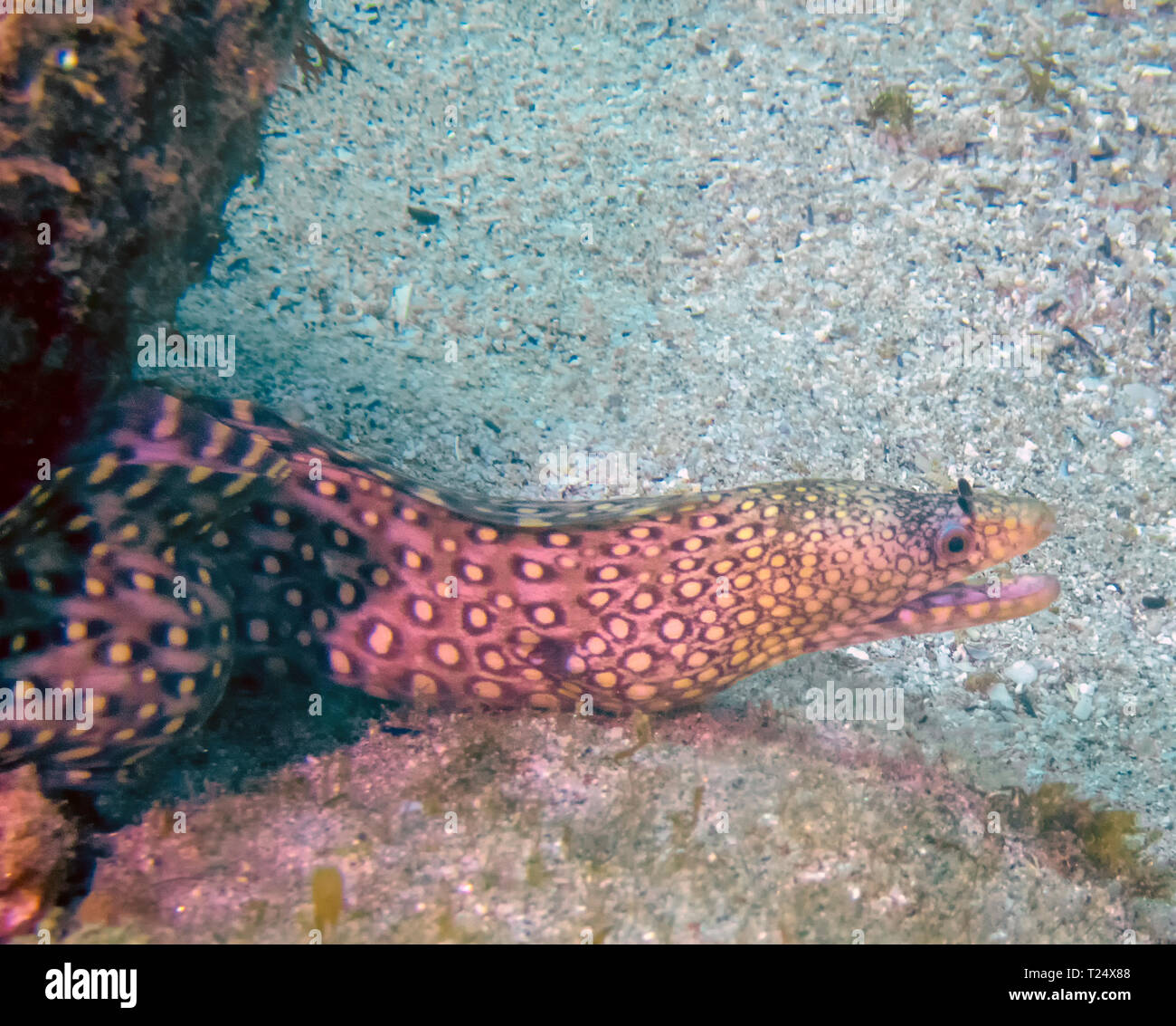 Jewel Moray Eel (Muraena lentiginosa Stock Photo - Alamy