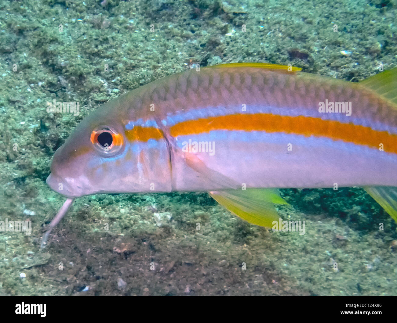 Mexican Goatfish (Mulloidichthys dentatus Stock Photo - Alamy