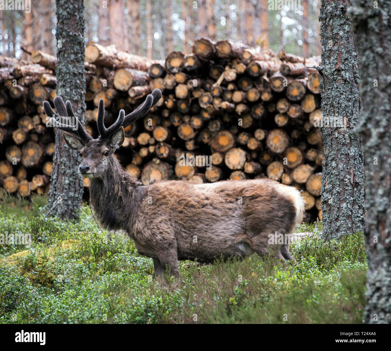 Scottish nature hi-res stock photography and images - Alamy