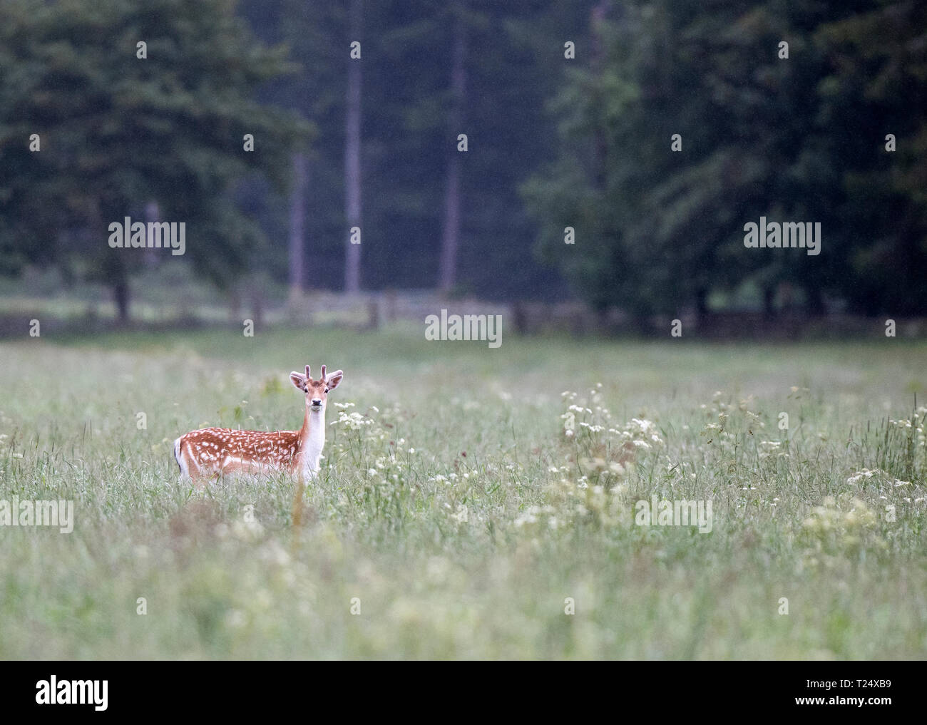 Scottish bambi hi-res stock photography and images - Alamy