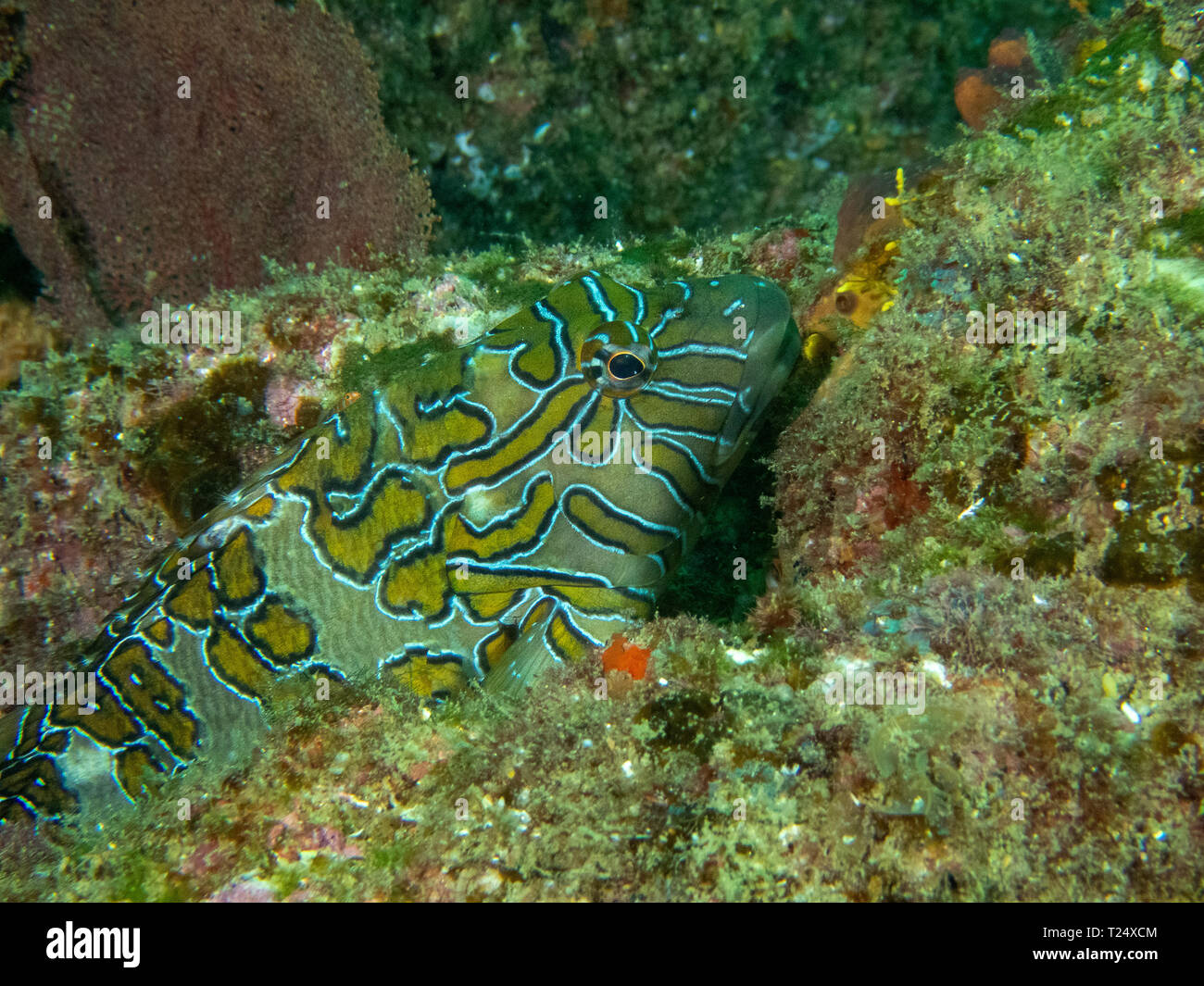 Giant Hawkfish (Cirrhitus rivulatus Stock Photo - Alamy