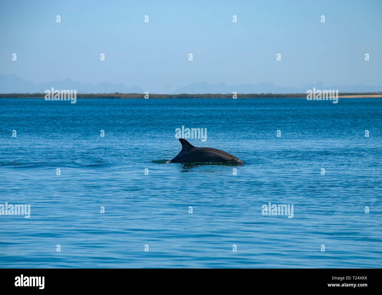 Bottlenose Dolphin (Tursiops truncatus Stock Photo - Alamy