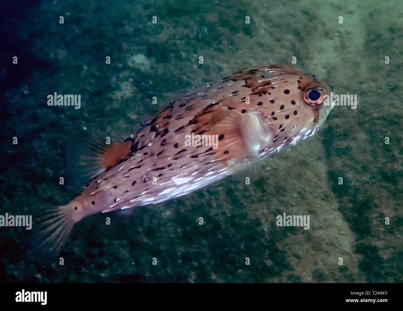 Long-spine Porcupinefish (Diodon holocanthus Stock Photo - Alamy