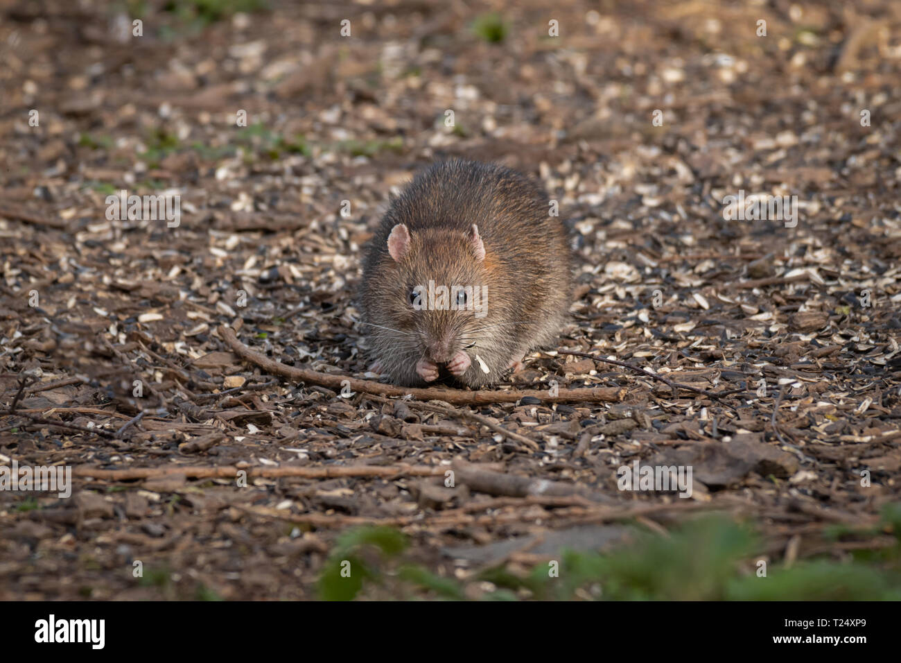 A close up of a rat sitting on the ground eating and staring forward ...