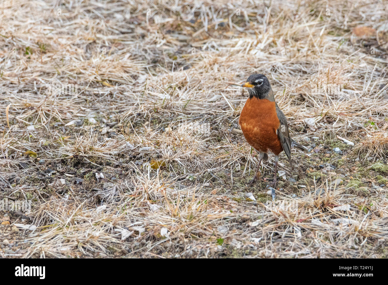 Male robin hi-res stock photography and images - Alamy