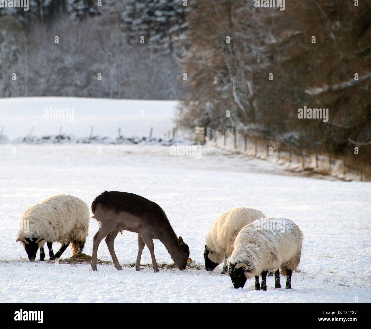 A Young Deer Feeding With Sheep on a winters day, Scotland, UK Stock ...