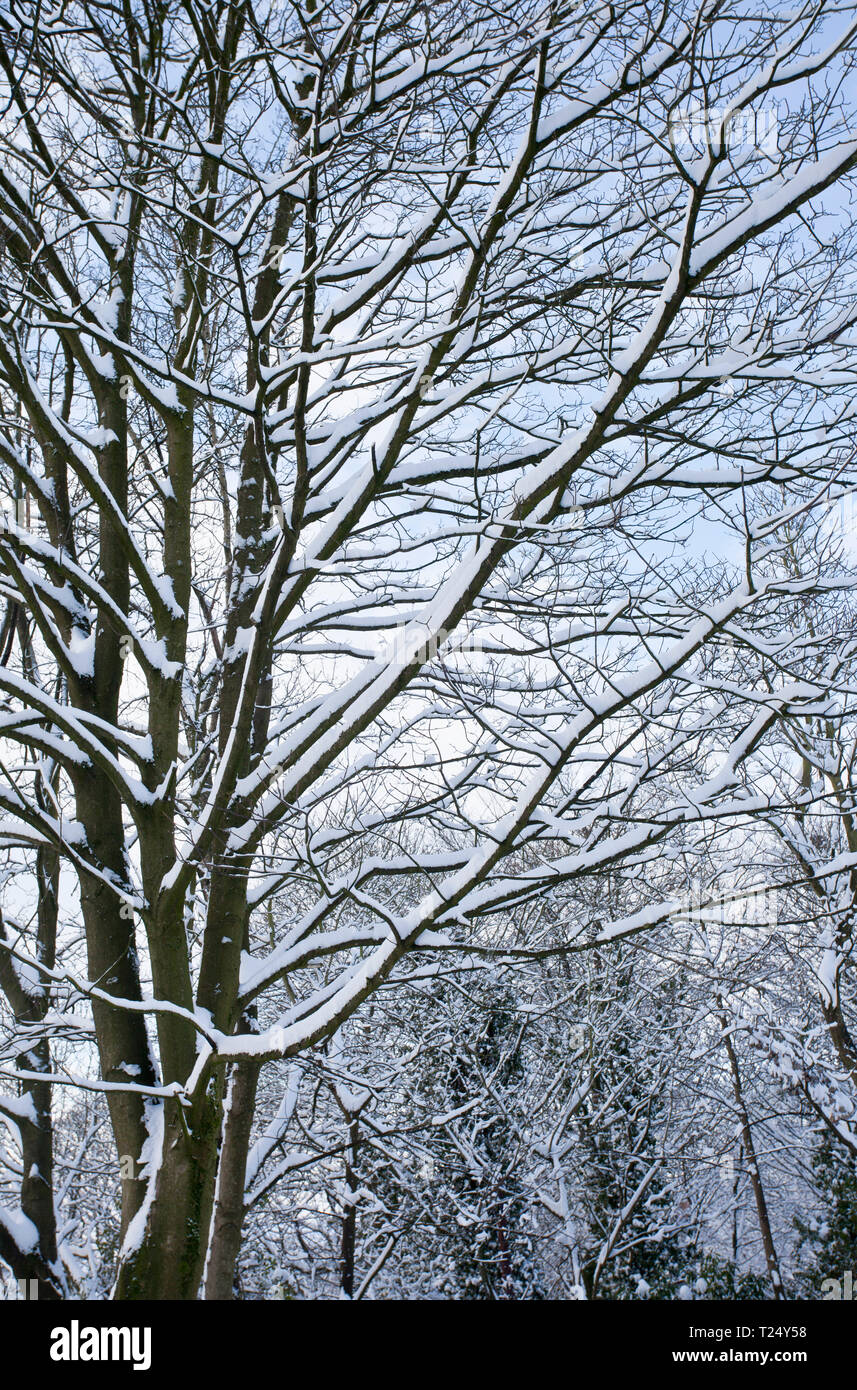 Sycamore Trees In Winter High Resolution Stock Photography and Images ...