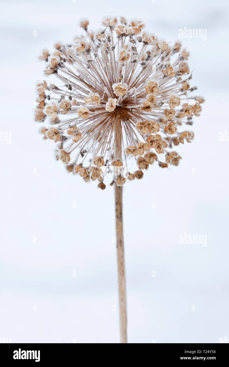 Dead allium flower hi-res stock photography and images - Alamy