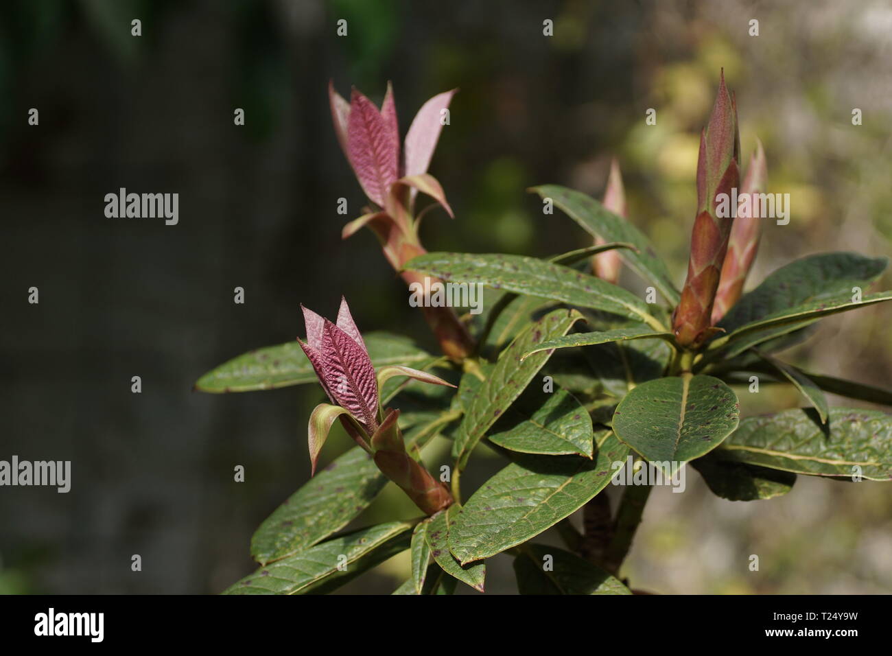 Tregrehan hi-res stock photography and images - Alamy