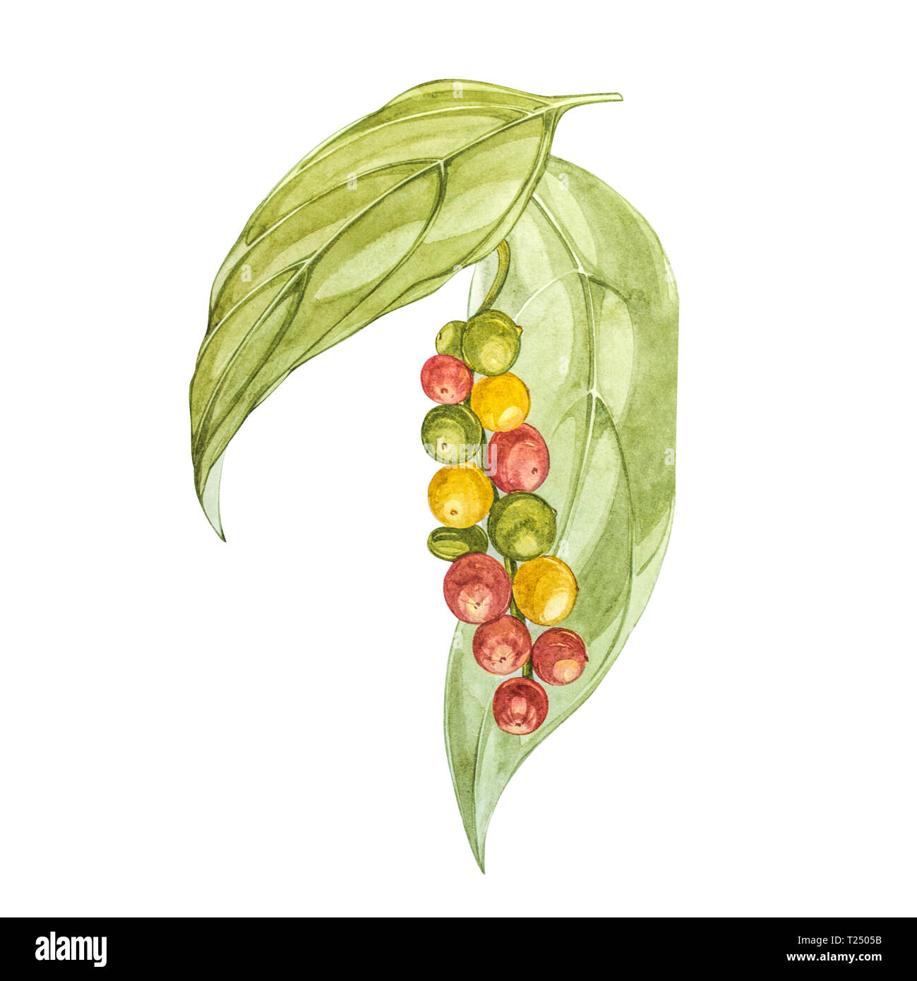 Black pepper plant illustration hi-res stock photography and images - Alamy