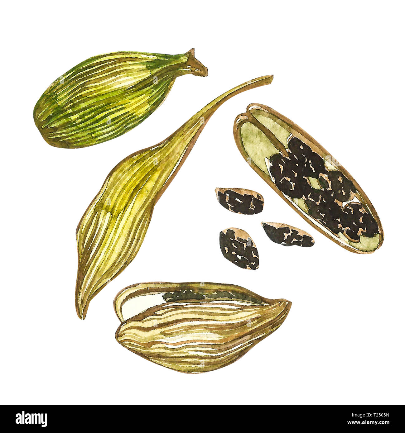 Cardamom plant hand drawn watercolor illustration of spice. Realistic ...