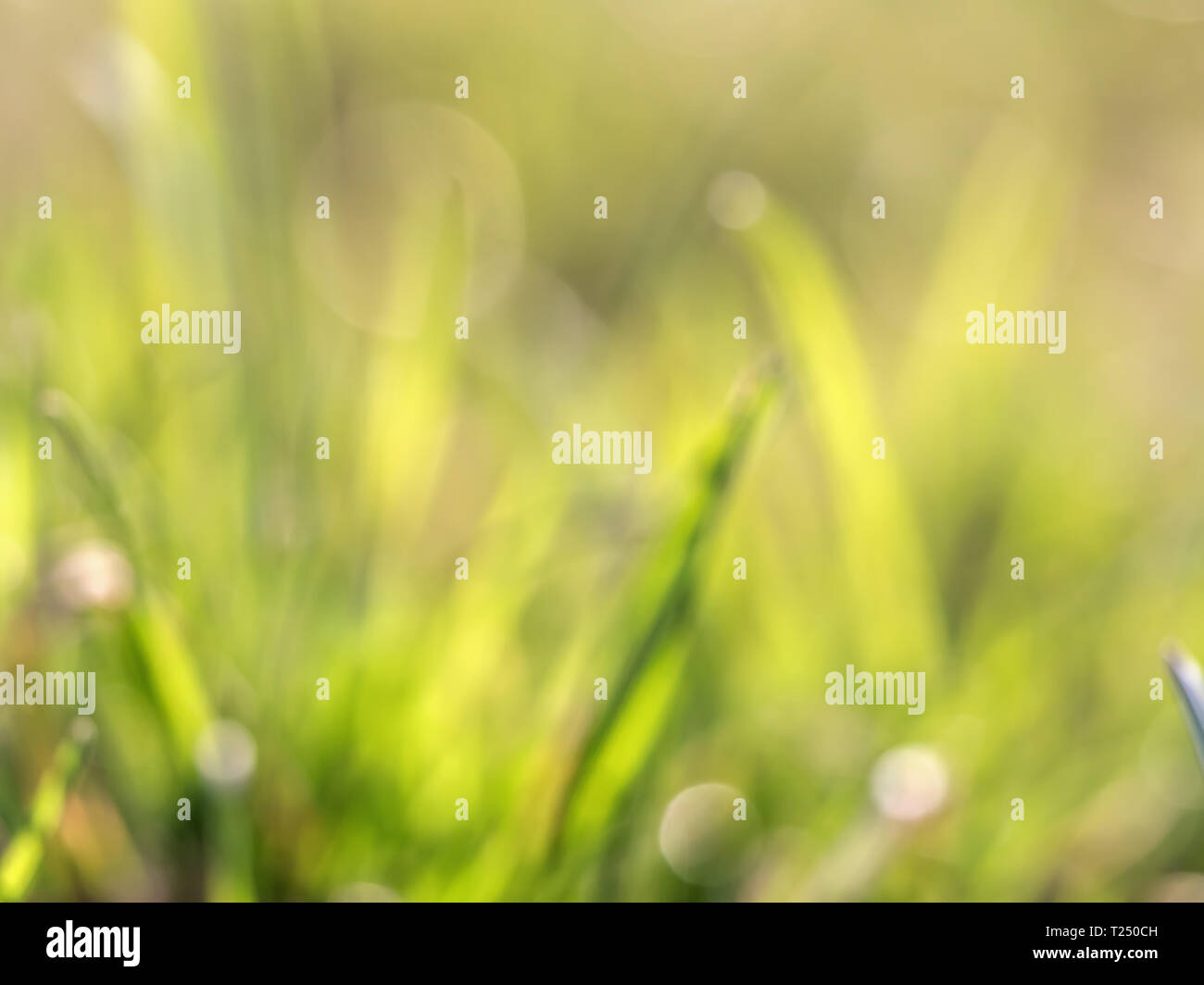 Blurry field of grass background hi-res stock photography and images ...