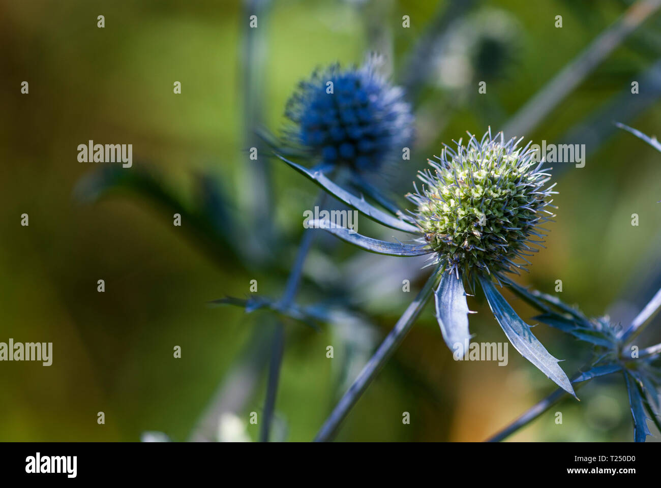 Sea holly, Blue eryngo, or Eryngium planum, close-up with blurred ...