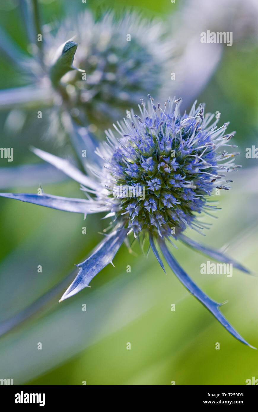 Sea holly, Blue eryngo, or Eryngium planum, close-up with blurred ...