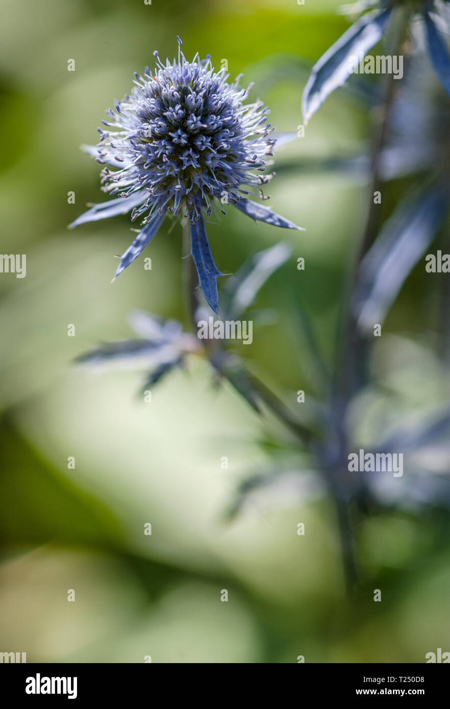 Sea holly, Blue eryngo, or Eryngium planum, close-up with blurred ...