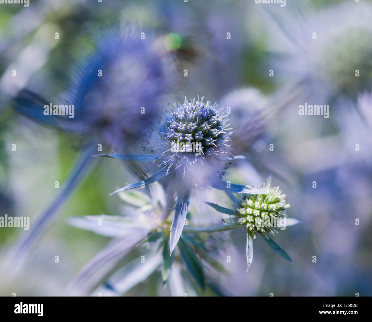 Sea holly, Blue eryngo, or Eryngium planum, close-up with blurred ...