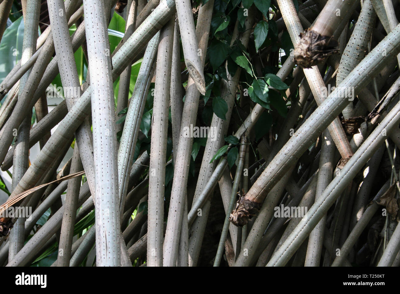 erratic bundle of bamboo sticks Stock Photo - Alamy