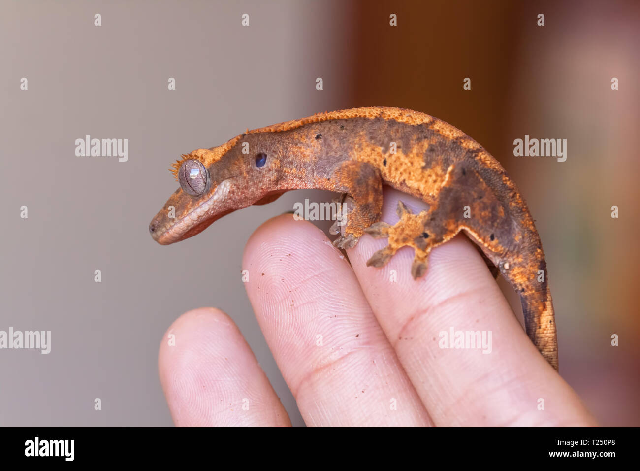 Purple Crested Gecko