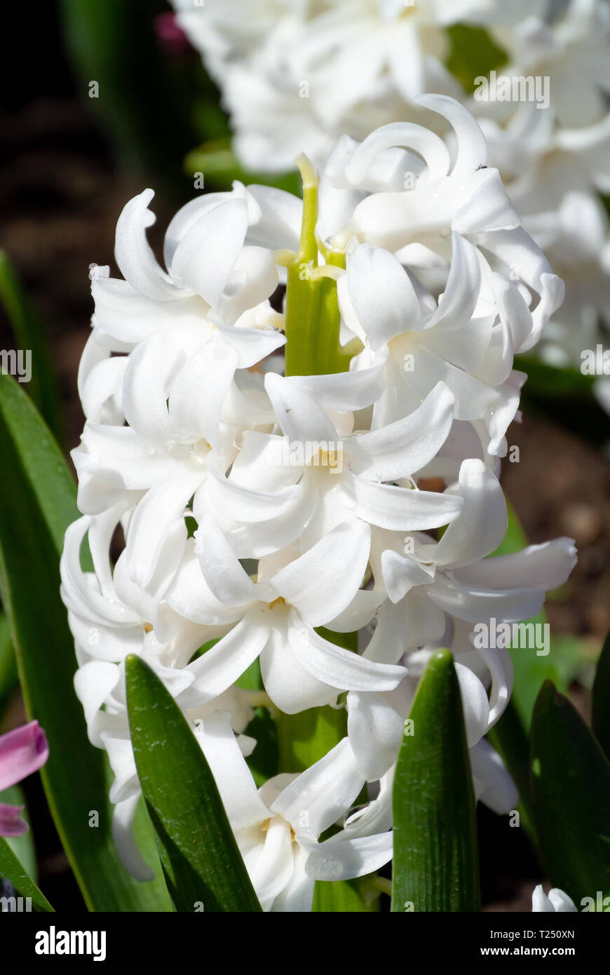 Hyacinthus plant hi-res stock photography and images - Alamy