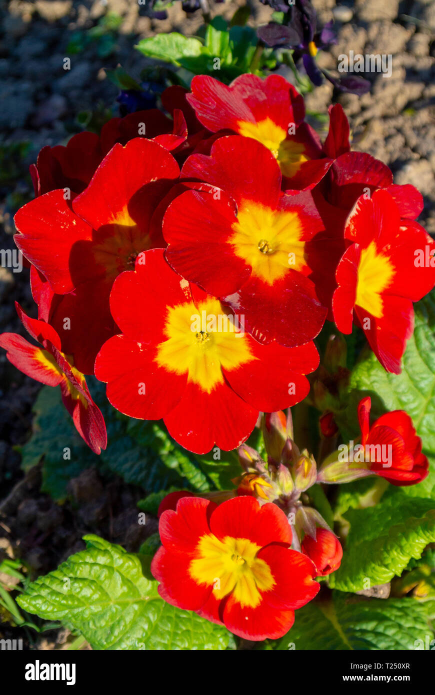 Primula Polyanthus High Resolution Stock Photography and Images - Alamy