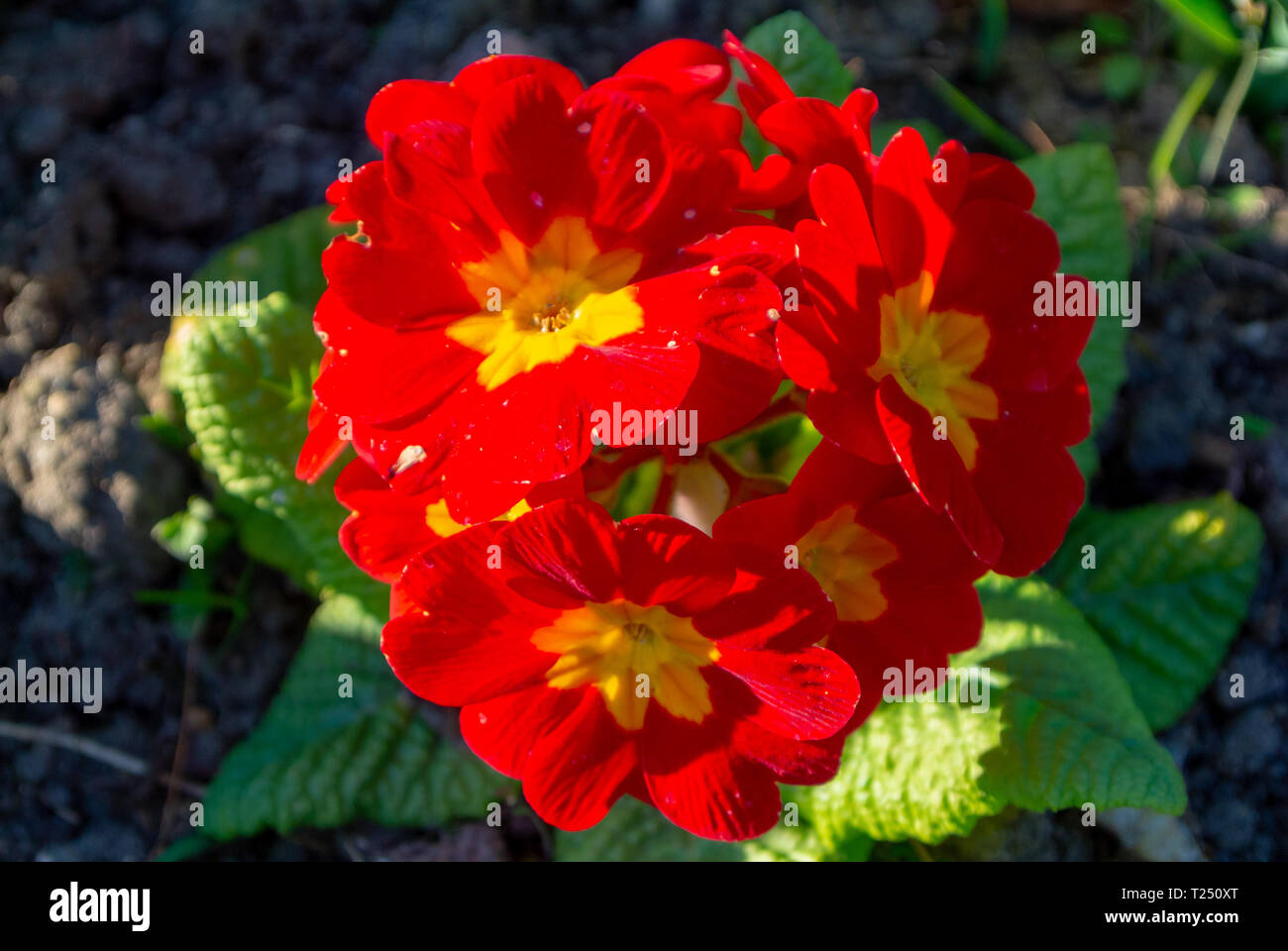 Red primula polyanthus flowers Stock Photo - Alamy