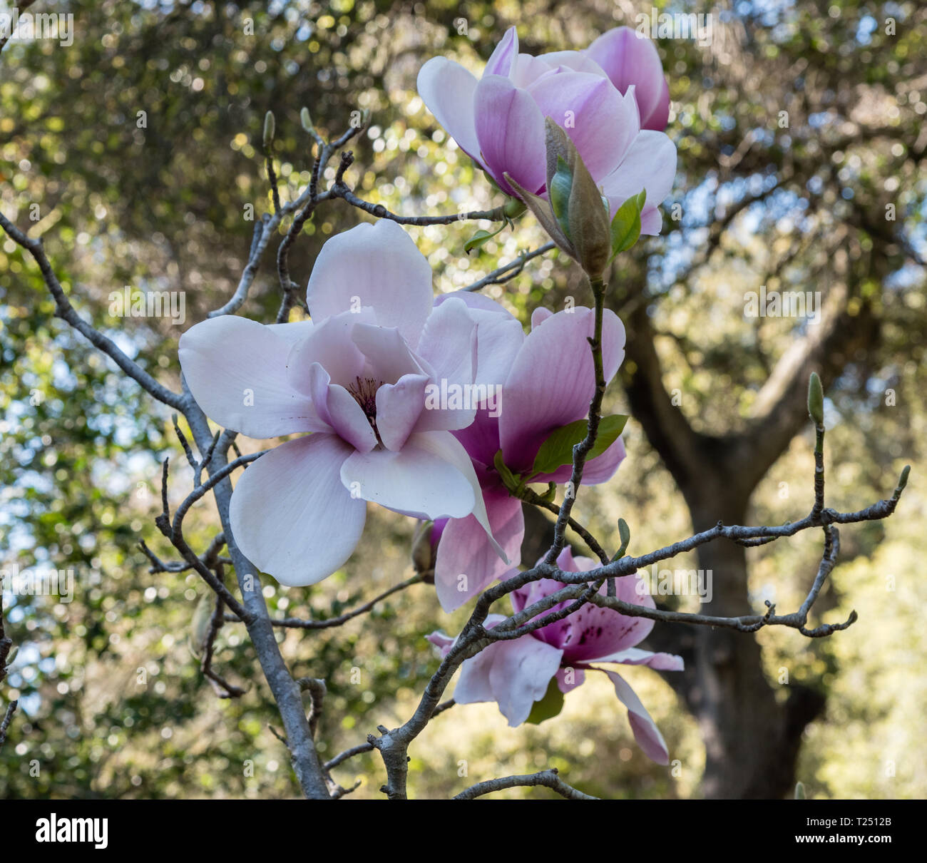 Beautiful giant pink magnolia flowers in springtime, Southern ...
