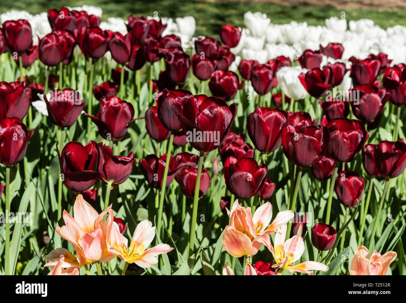 Gorgeous deep red tulips surrounded by pink and white tulips in ...