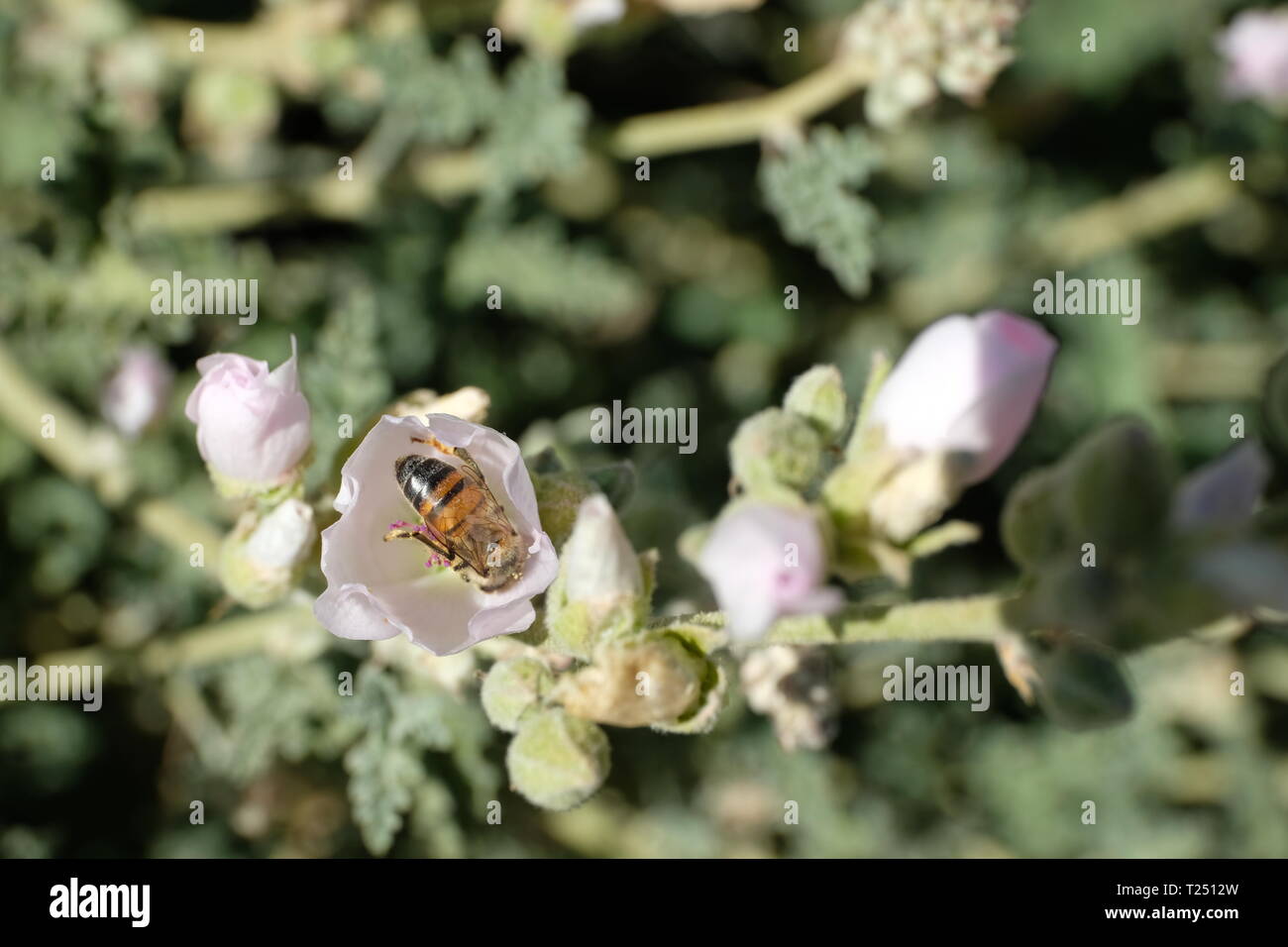 Sphaeralcea pink hi-res stock photography and images - Alamy