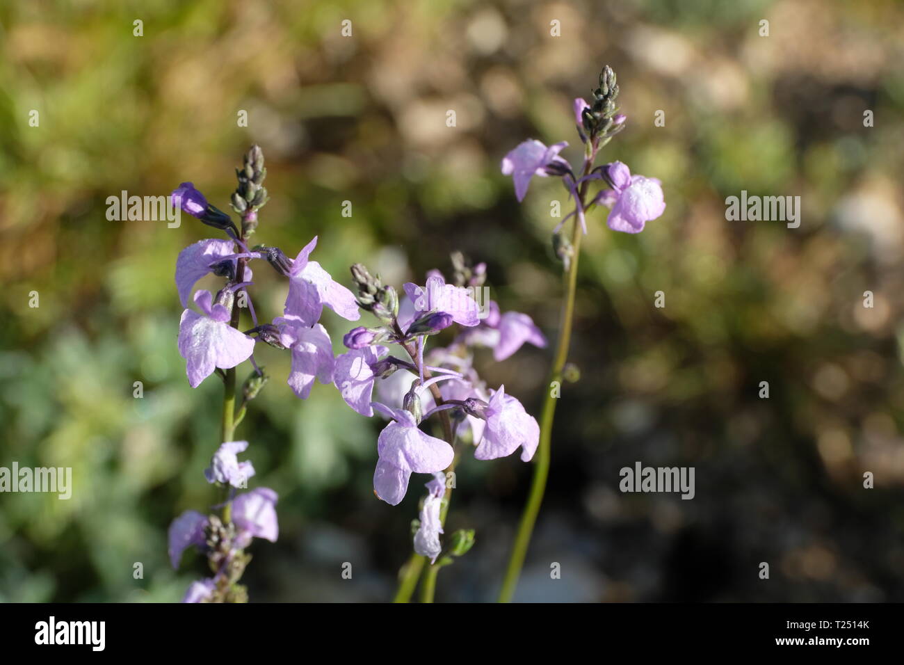 Texas desert flower hi-res stock photography and images - Alamy