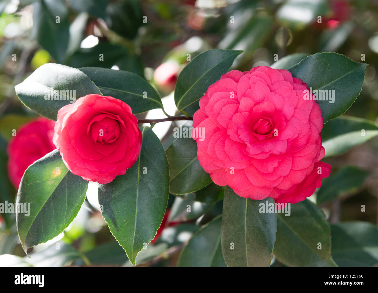 Red Camellia Flower High Resolution Stock Photography and Images - Alamy