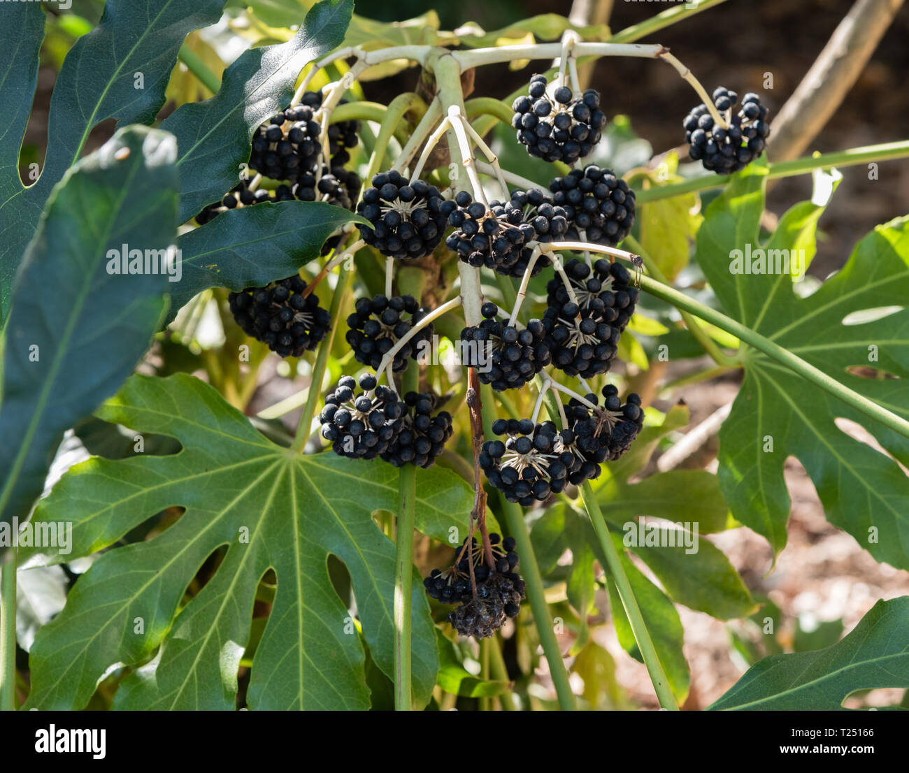 A cluster of black Japanese Aralia (fatsia japonica) berries Stock ...