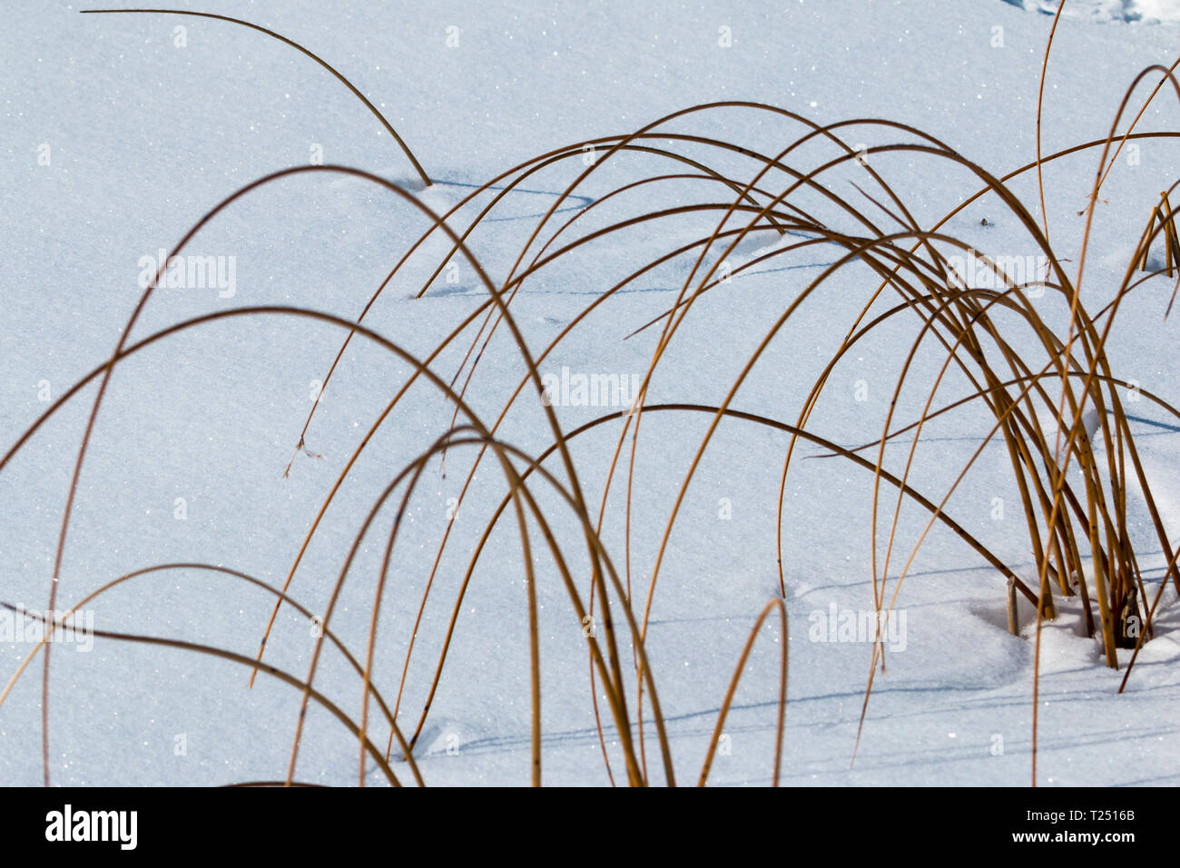 Reed grass background hi-res stock photography and images - Alamy