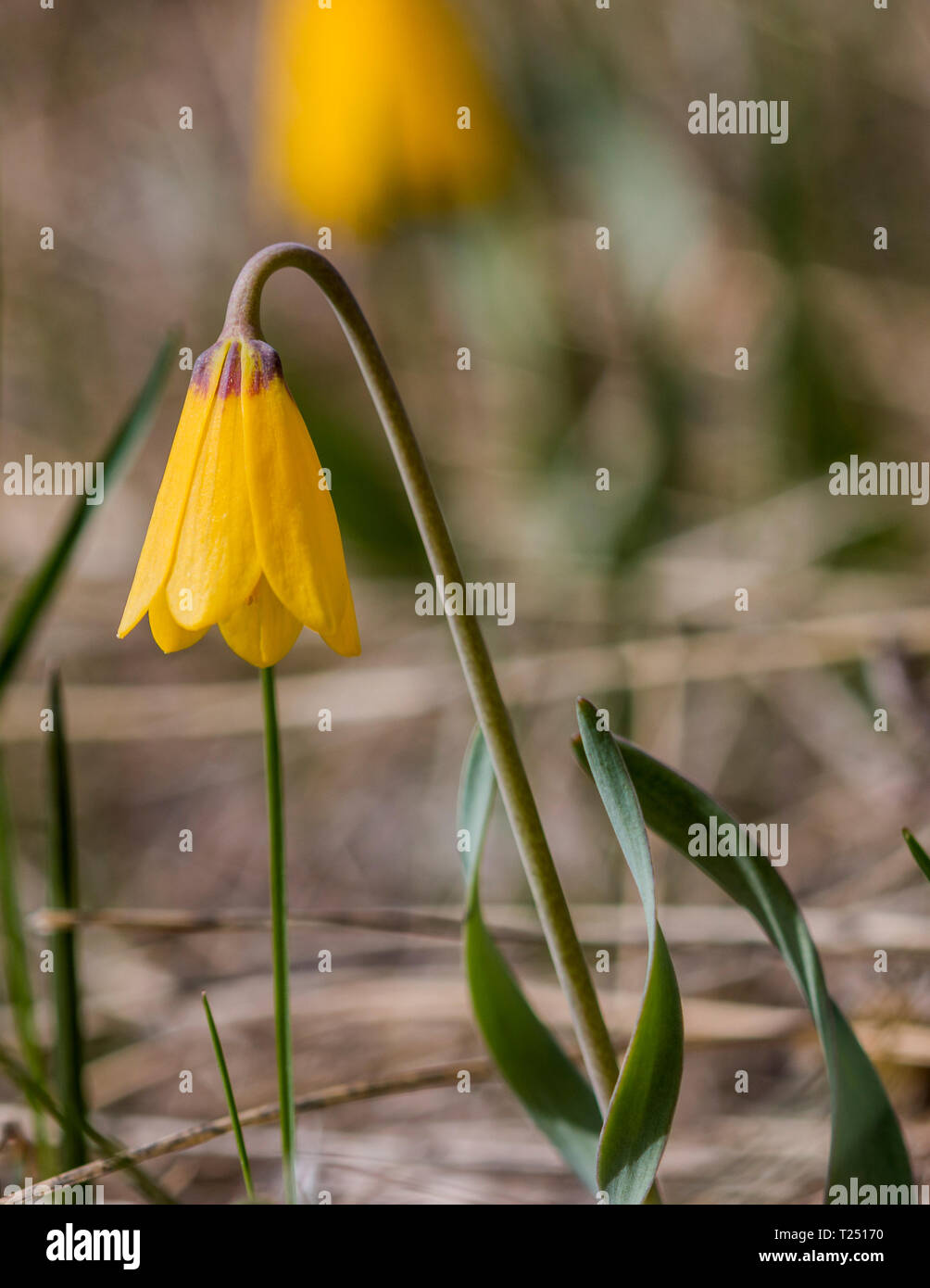 Bell spring hi-res stock photography and images - Alamy