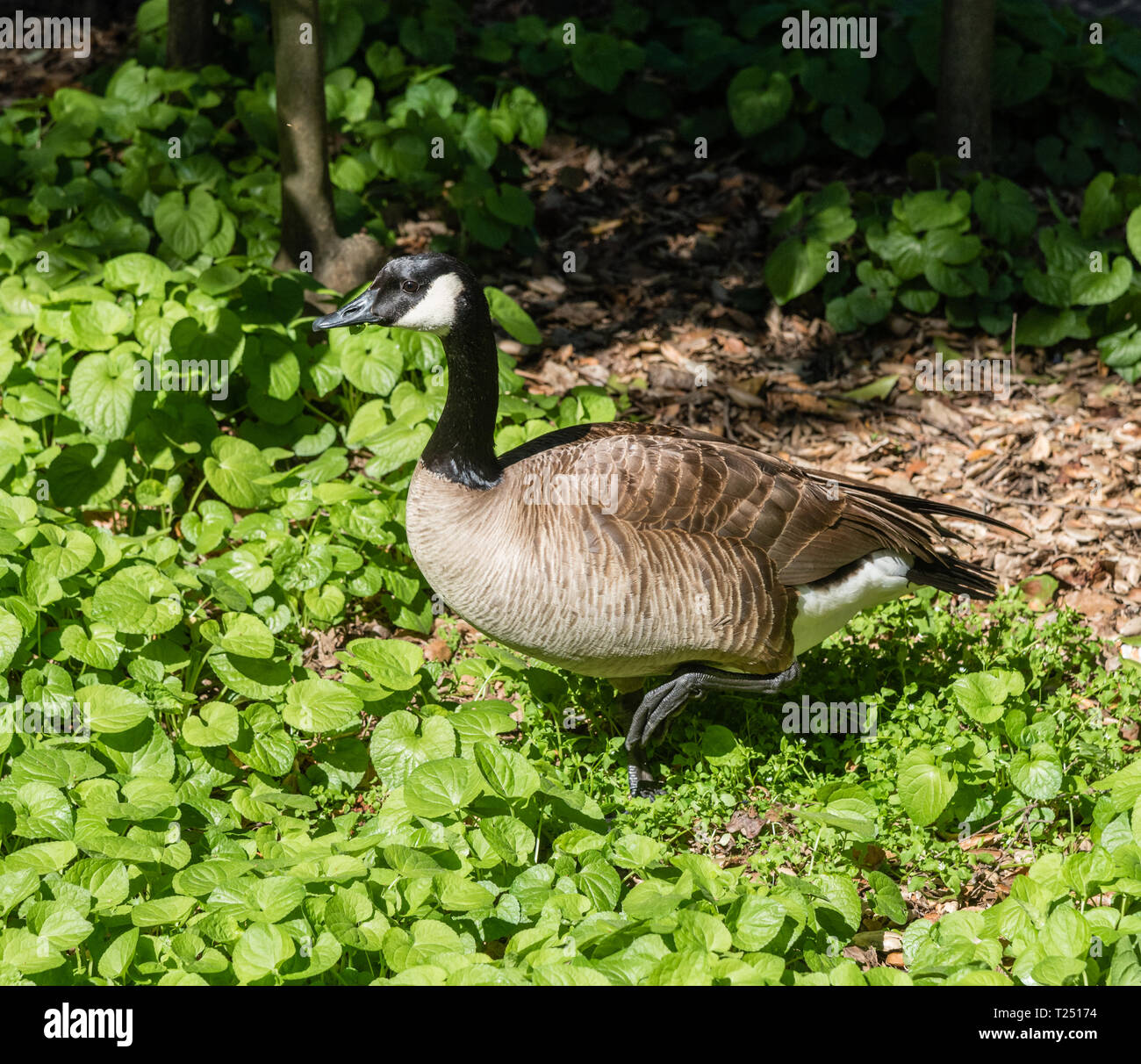 Canada goose tail feathers hi-res stock photography and images - Alamy