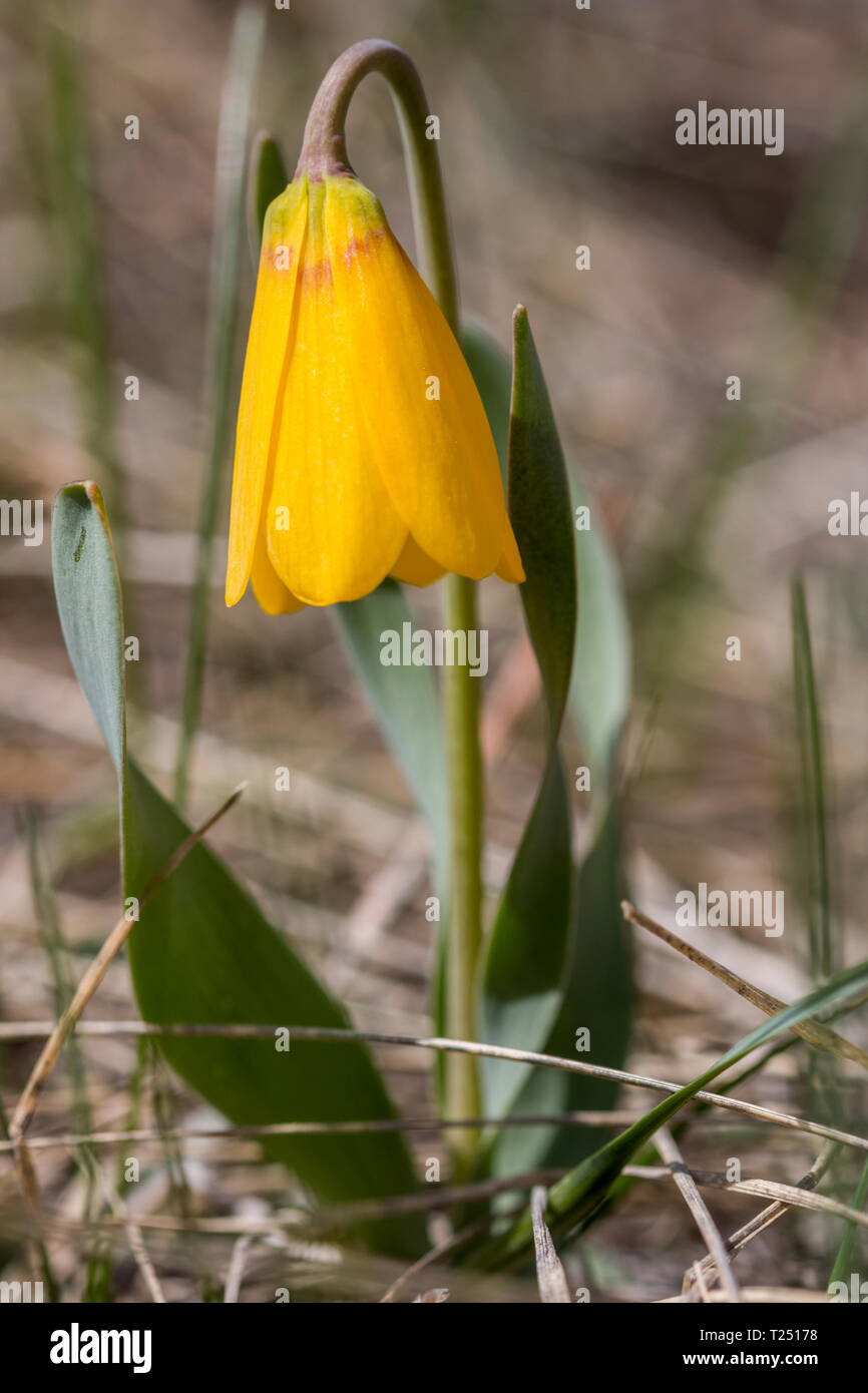 Bell spring hi-res stock photography and images - Alamy