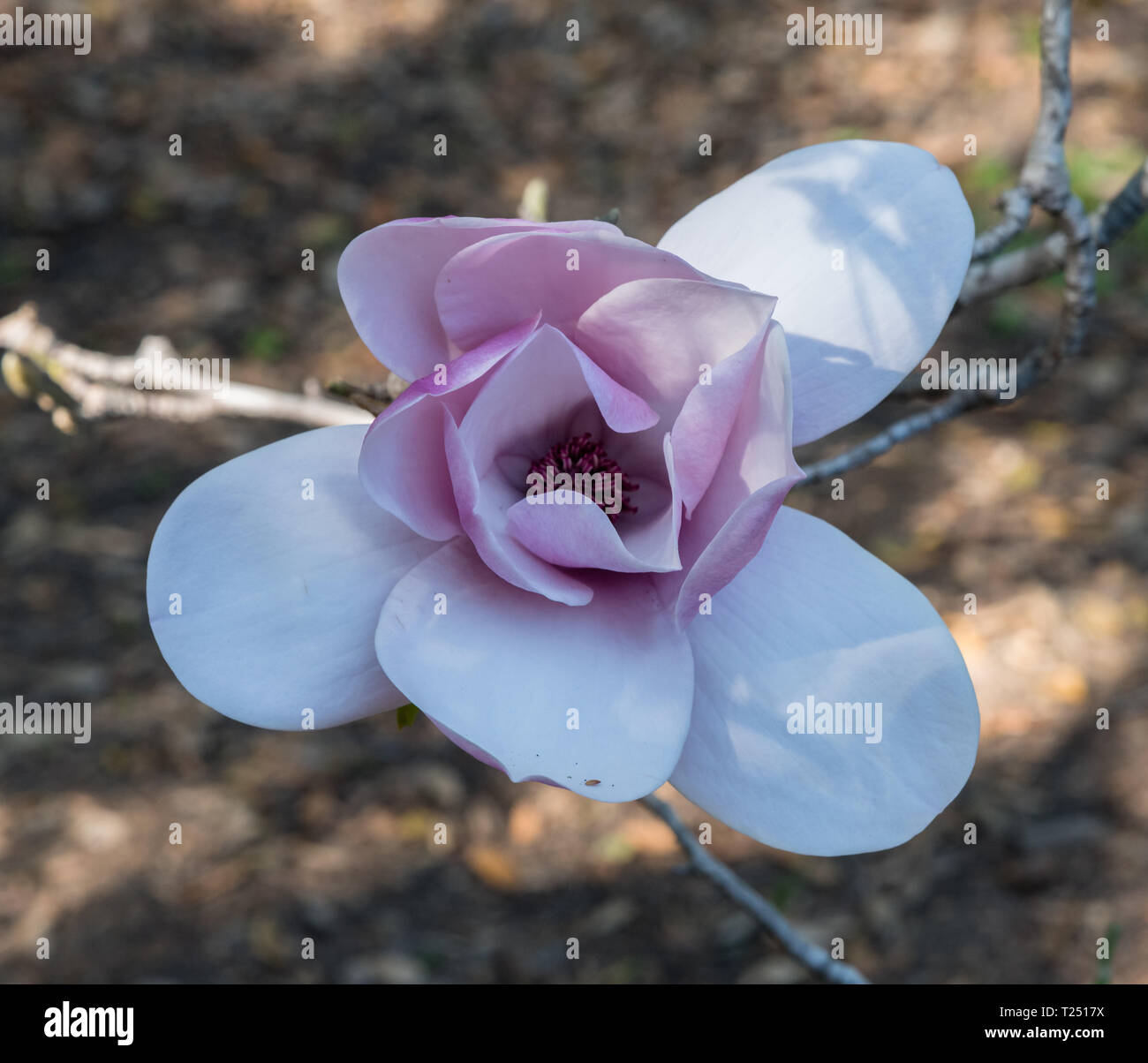Giant magnolia tree hi-res stock photography and images - Alamy