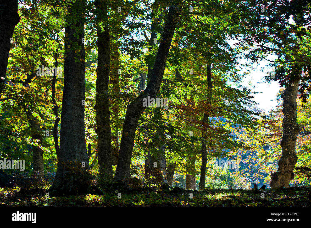 Italian forest hi-res stock photography and images - Alamy